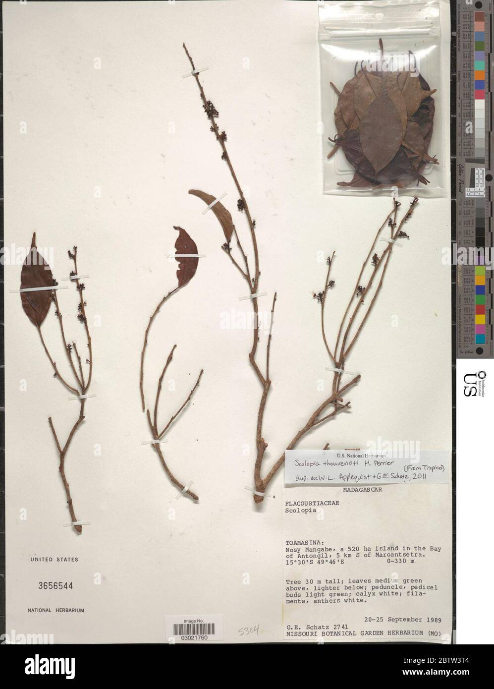 Scolopia hi-res stock photography and images - Alamy