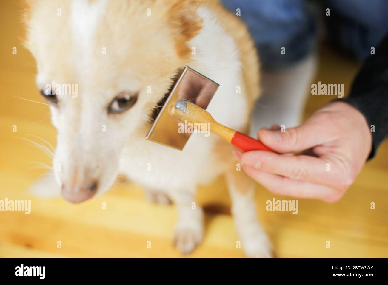 Combing a dog’s coat. Dog hairstyle. Pet care Stock Photo - Alamy