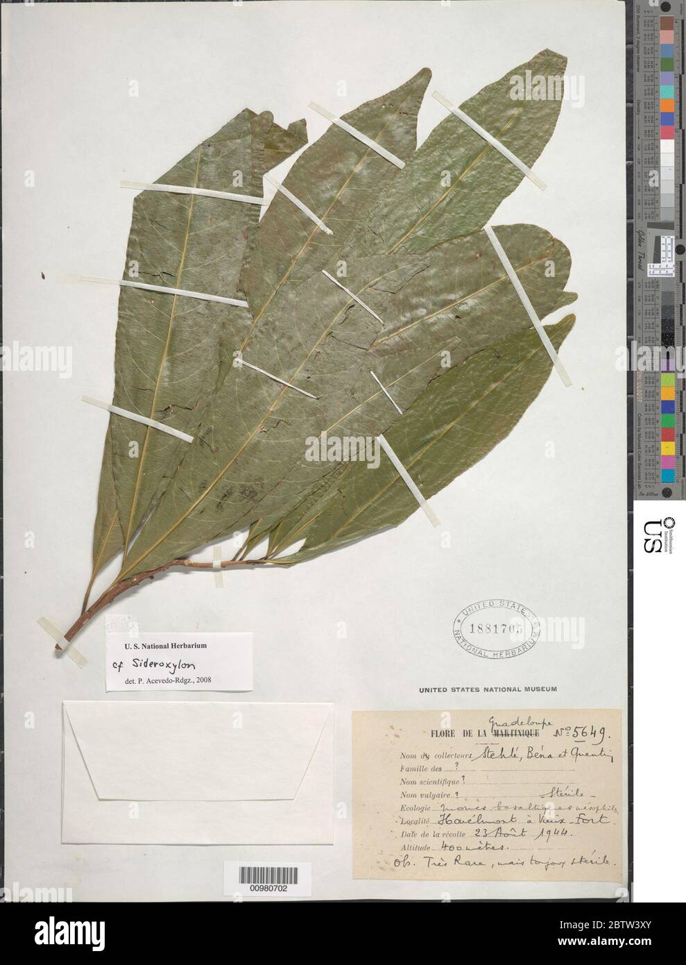 Sideroxylon sideroxylon sp hi-res stock photography and images - Alamy