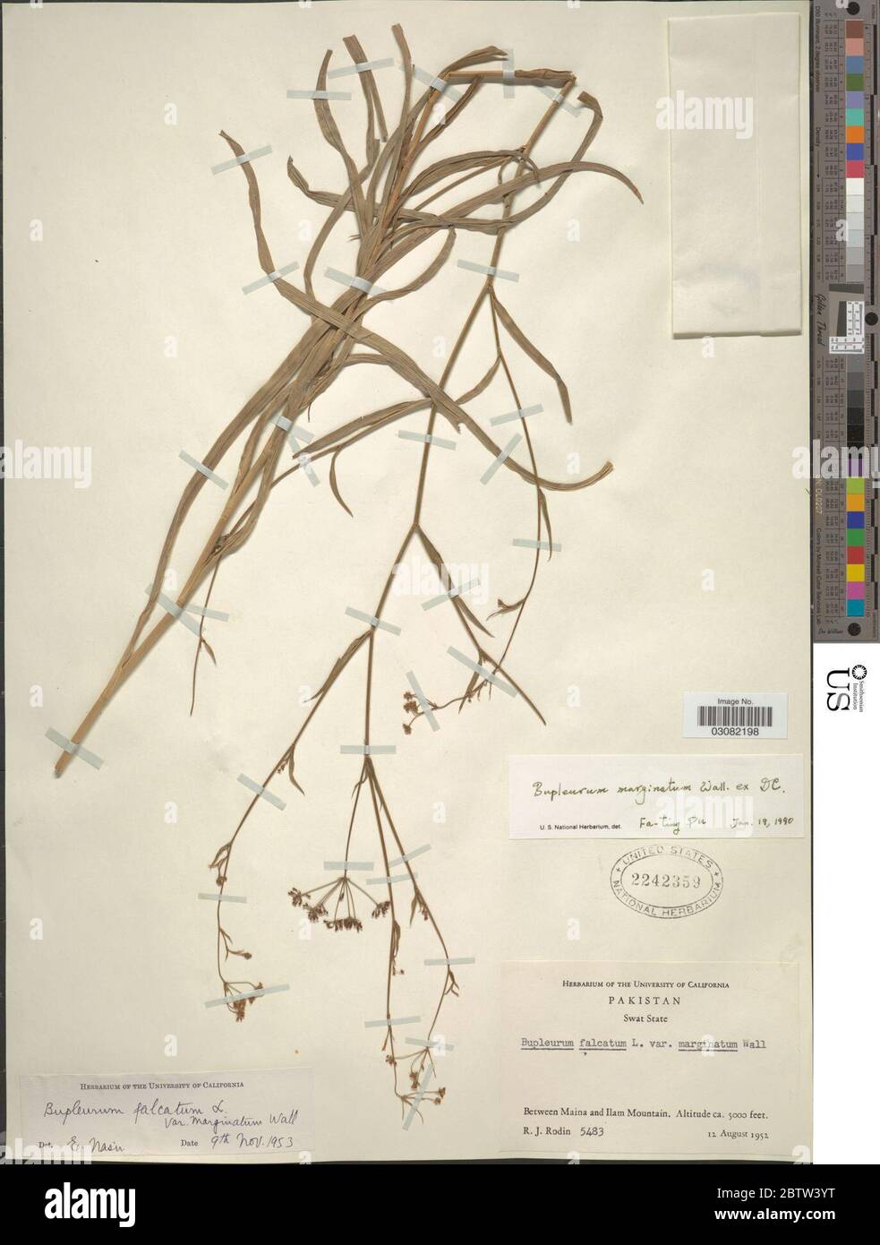 Bupleurum falcatum hi-res stock photography and images - Alamy