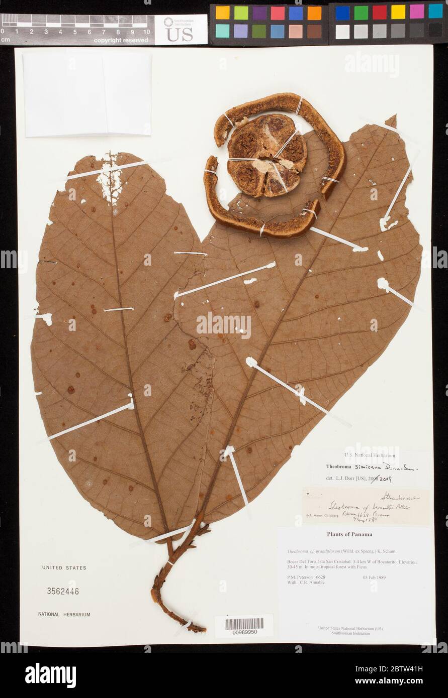 Theobroma simiarum hi-res stock photography and images - Alamy