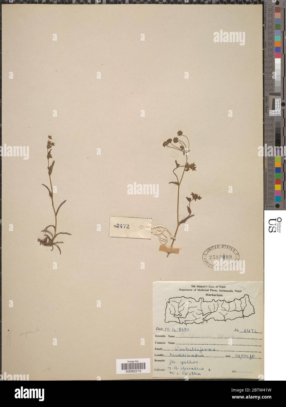 Bupleurum falcatum hi-res stock photography and images - Alamy