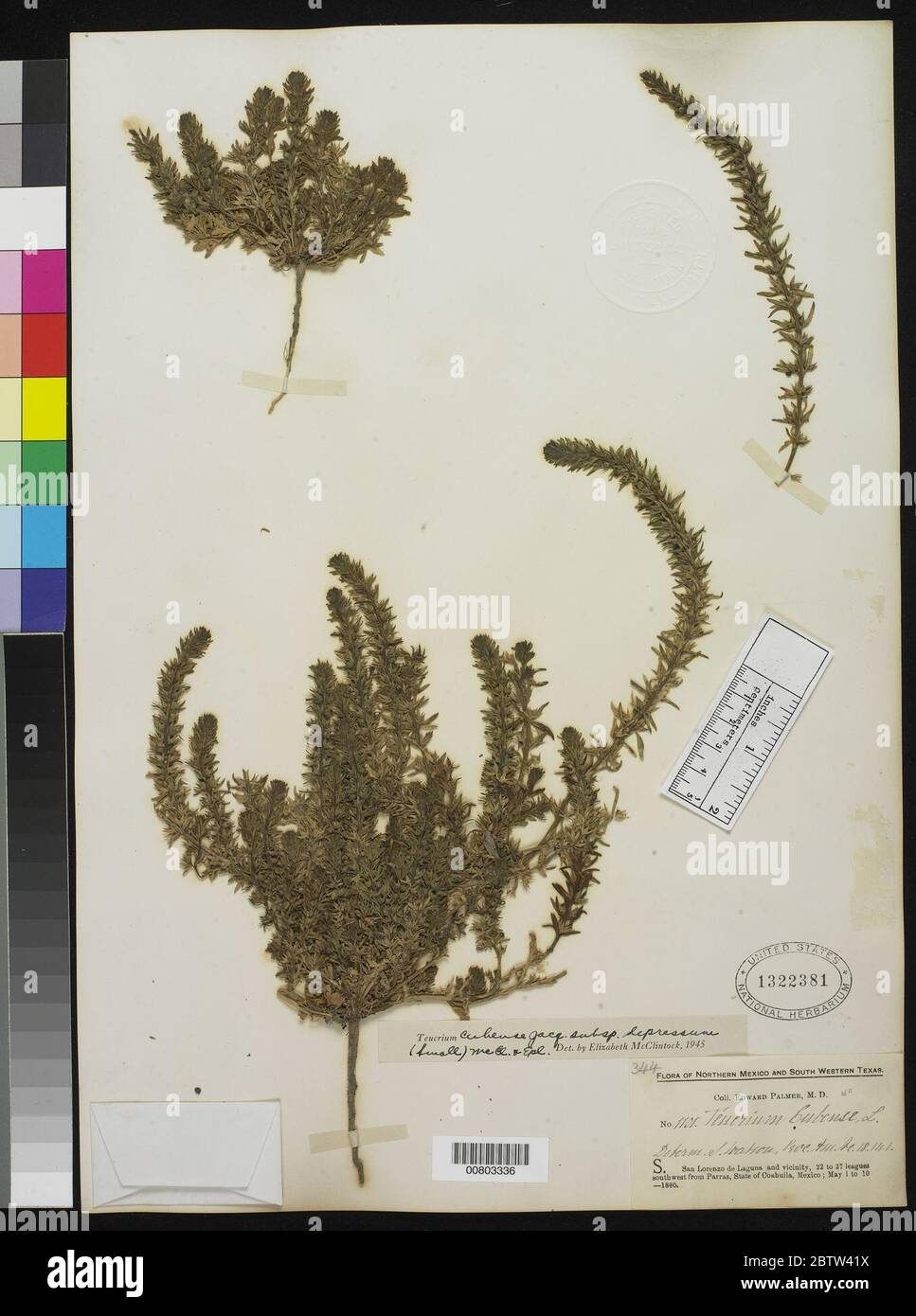 Cubense hi-res stock photography and images - Alamy