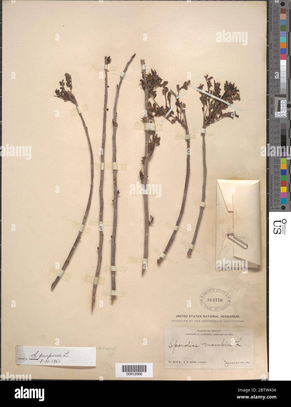 Spondias purpurea L Stock Photo - Alamy