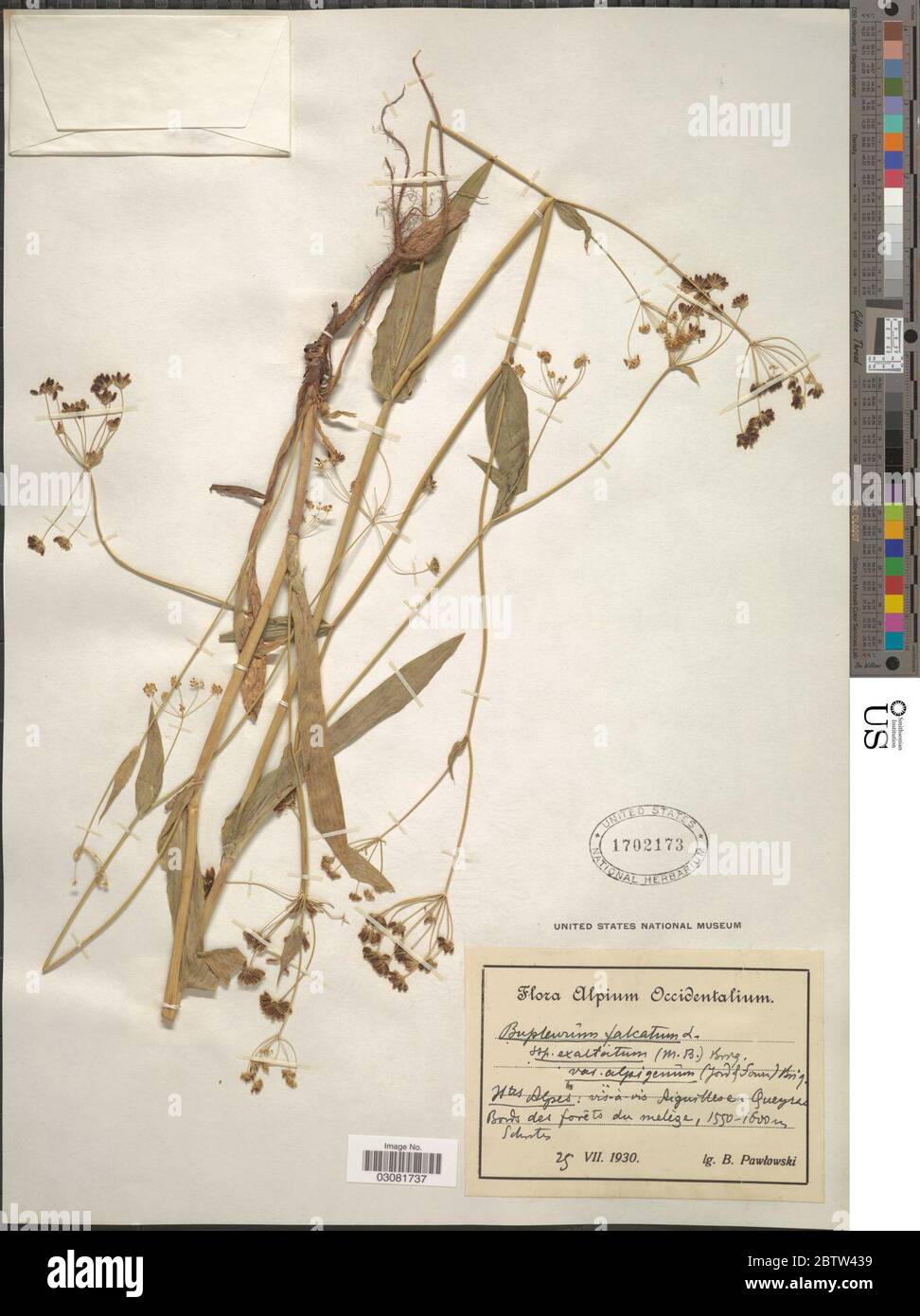 Bupleurum falcatum hi-res stock photography and images - Alamy
