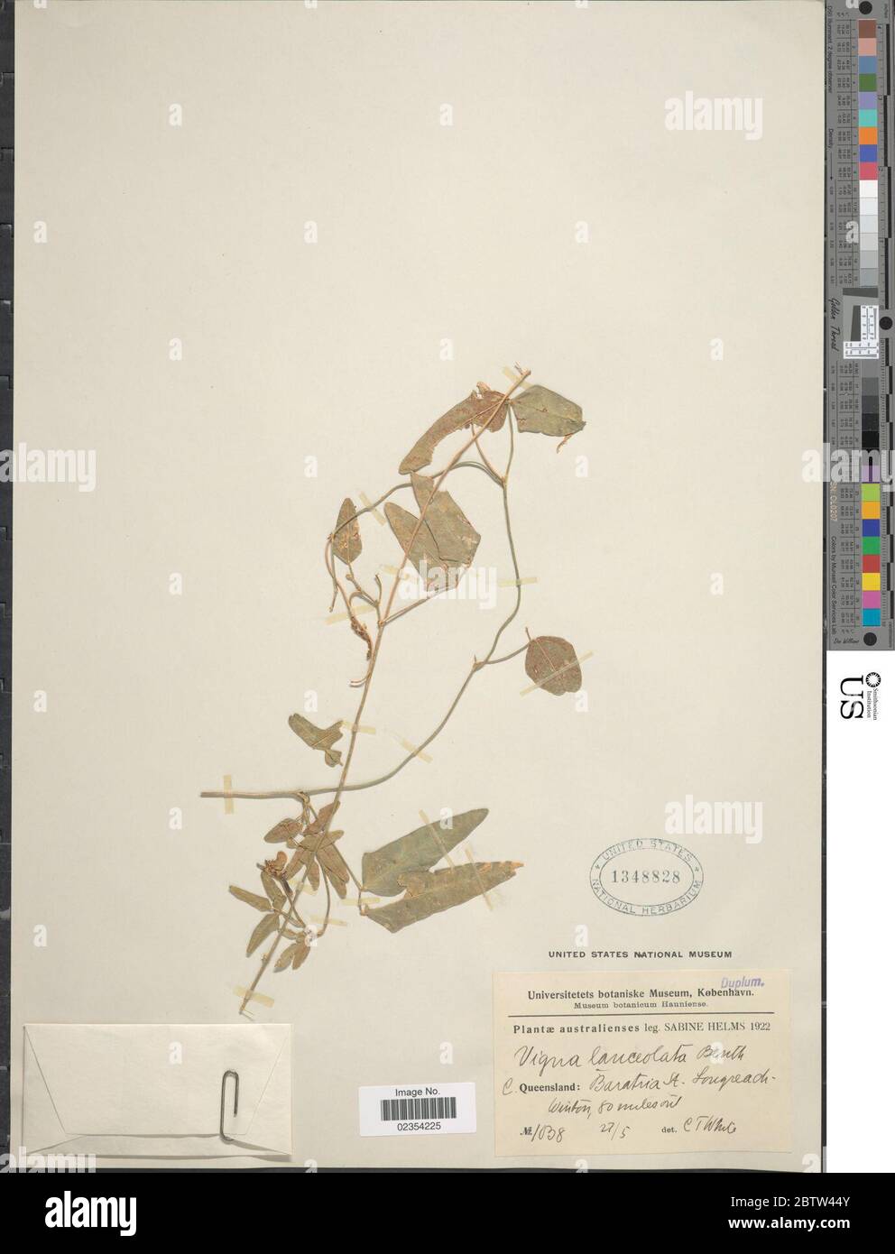 Vigna lanceolata Benth Stock Photo - Alamy