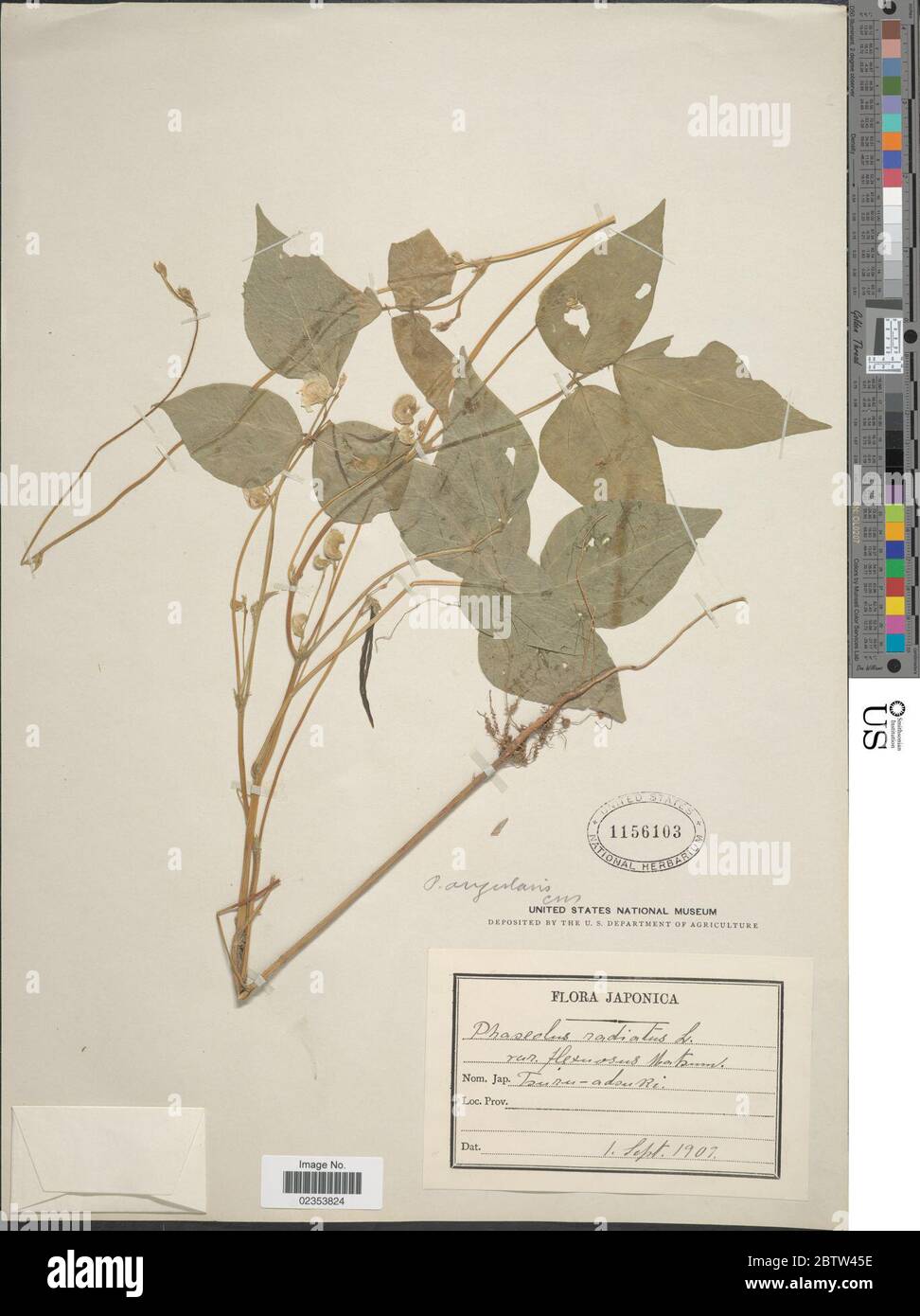 Angularis hi-res stock photography and images - Alamy