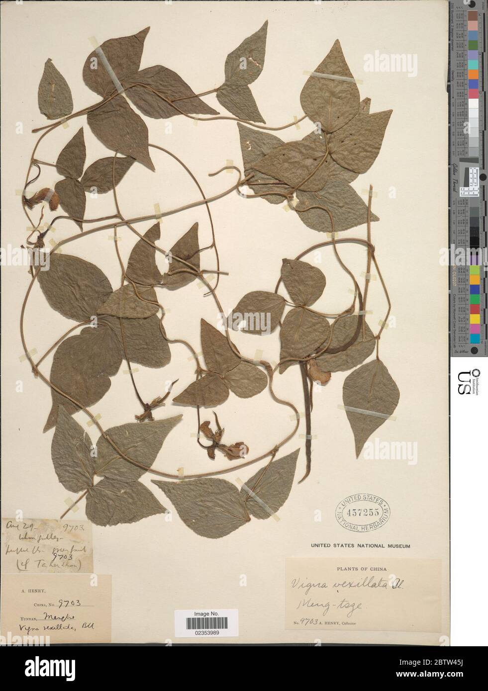 Vigna vexillata L A Rich Stock Photo - Alamy