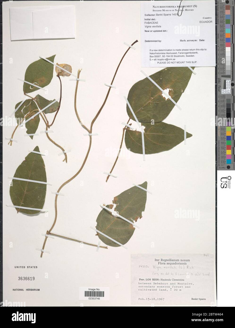 Vigna vexillata hi-res stock photography and images - Alamy