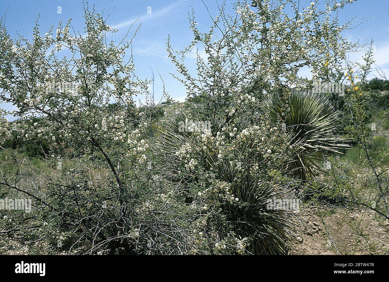 Acacia constricta hi-res stock photography and images - Alamy