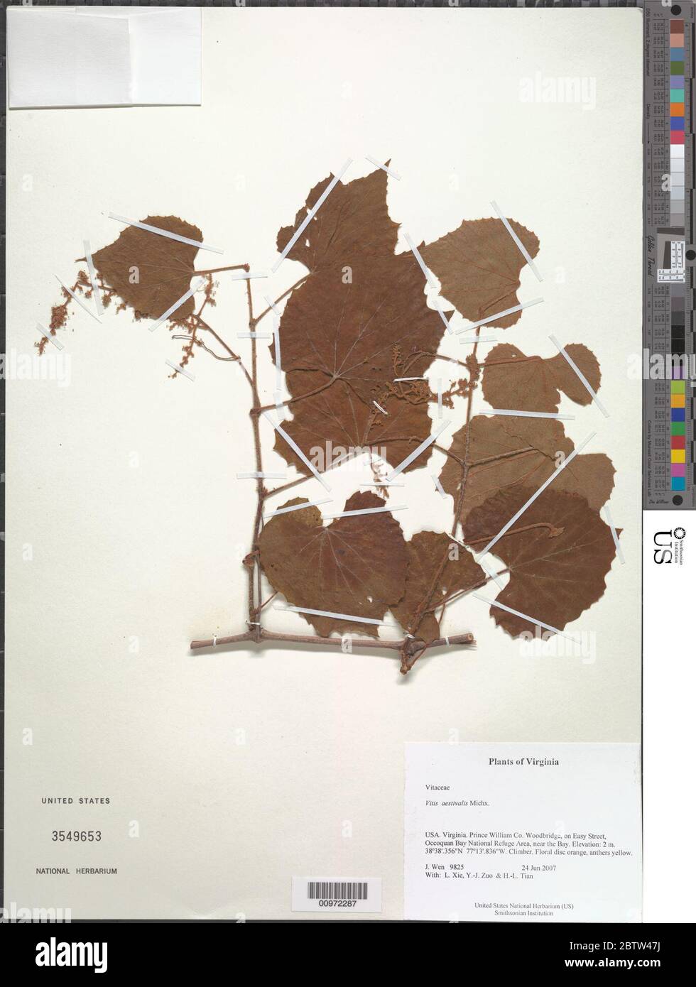 Botany vitis aestivalis hi-res stock photography and images - Alamy