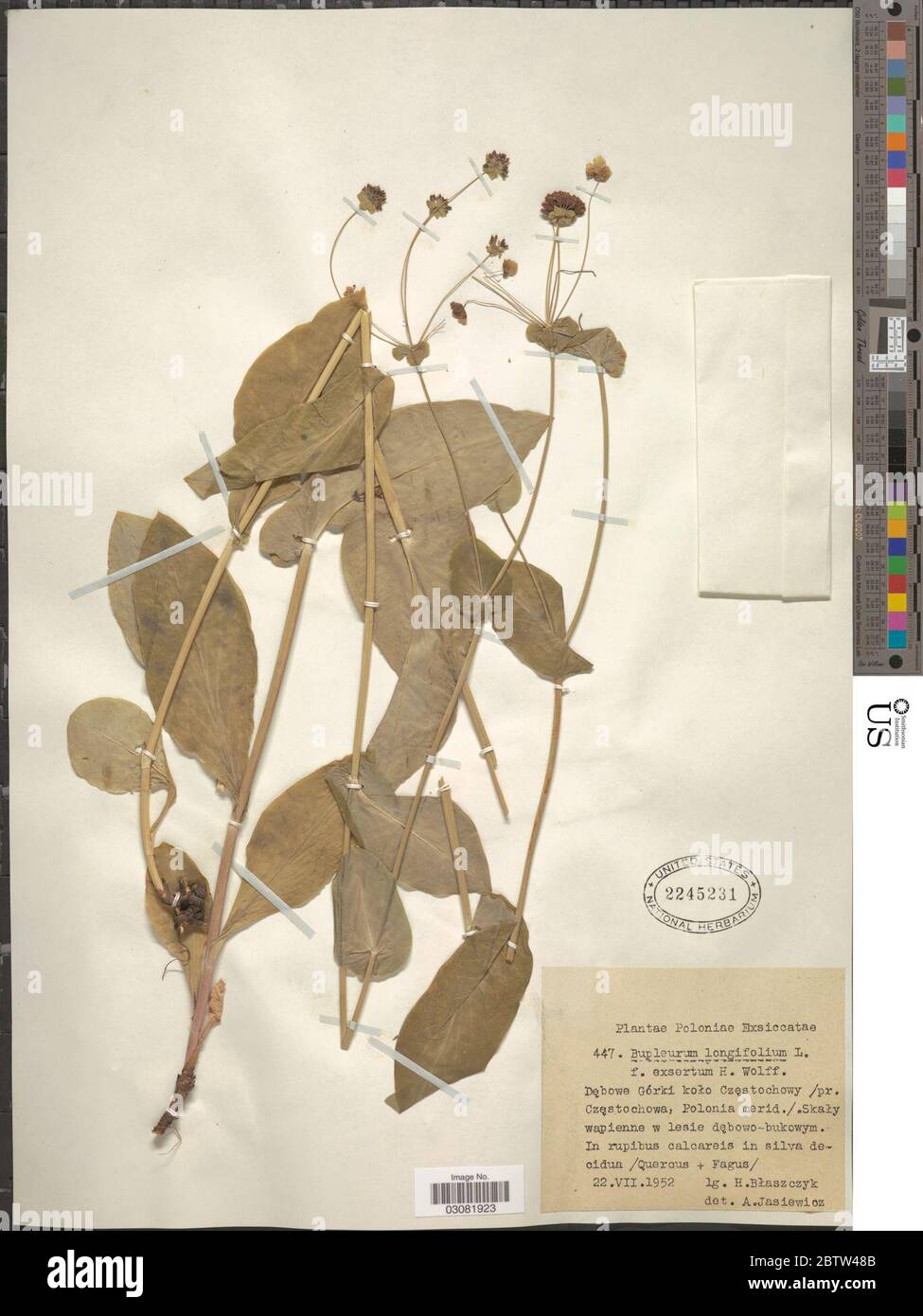 Bupleurum longifolium L Stock Photo - Alamy