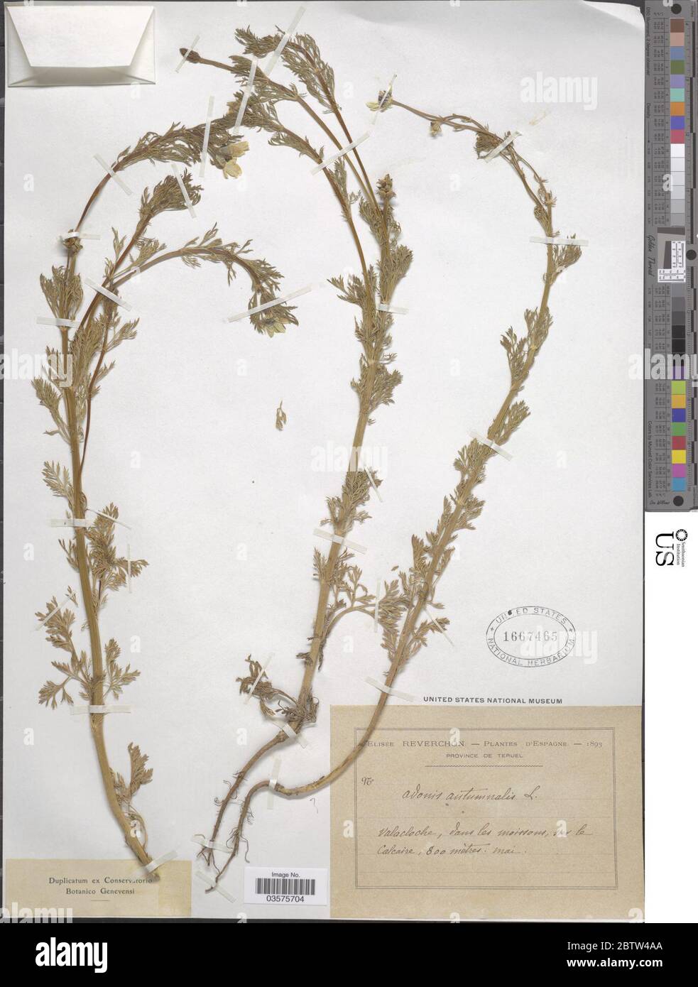 Adonis autumnalis M Bieb Stock Photo - Alamy