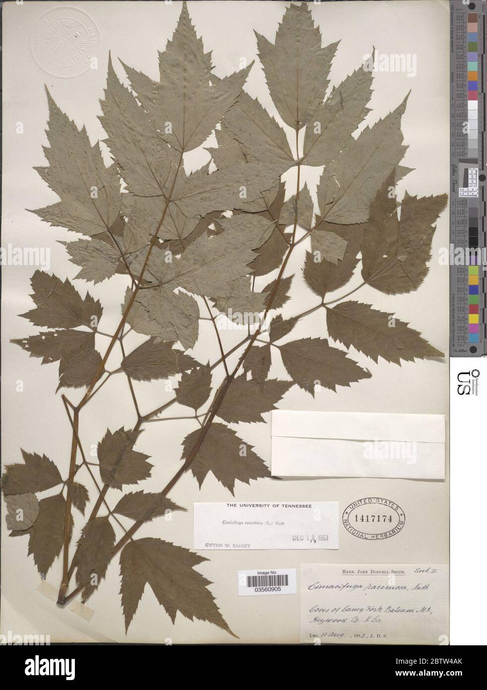 Actaea racemosa L Stock Photo - Alamy