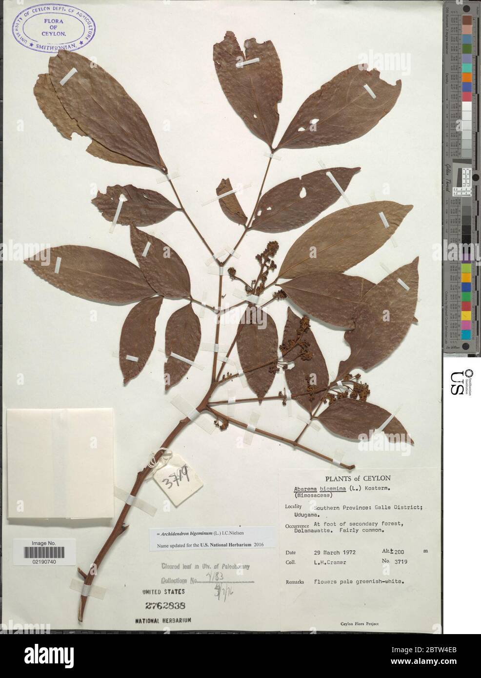 Archidendron hi-res stock photography and images - Alamy