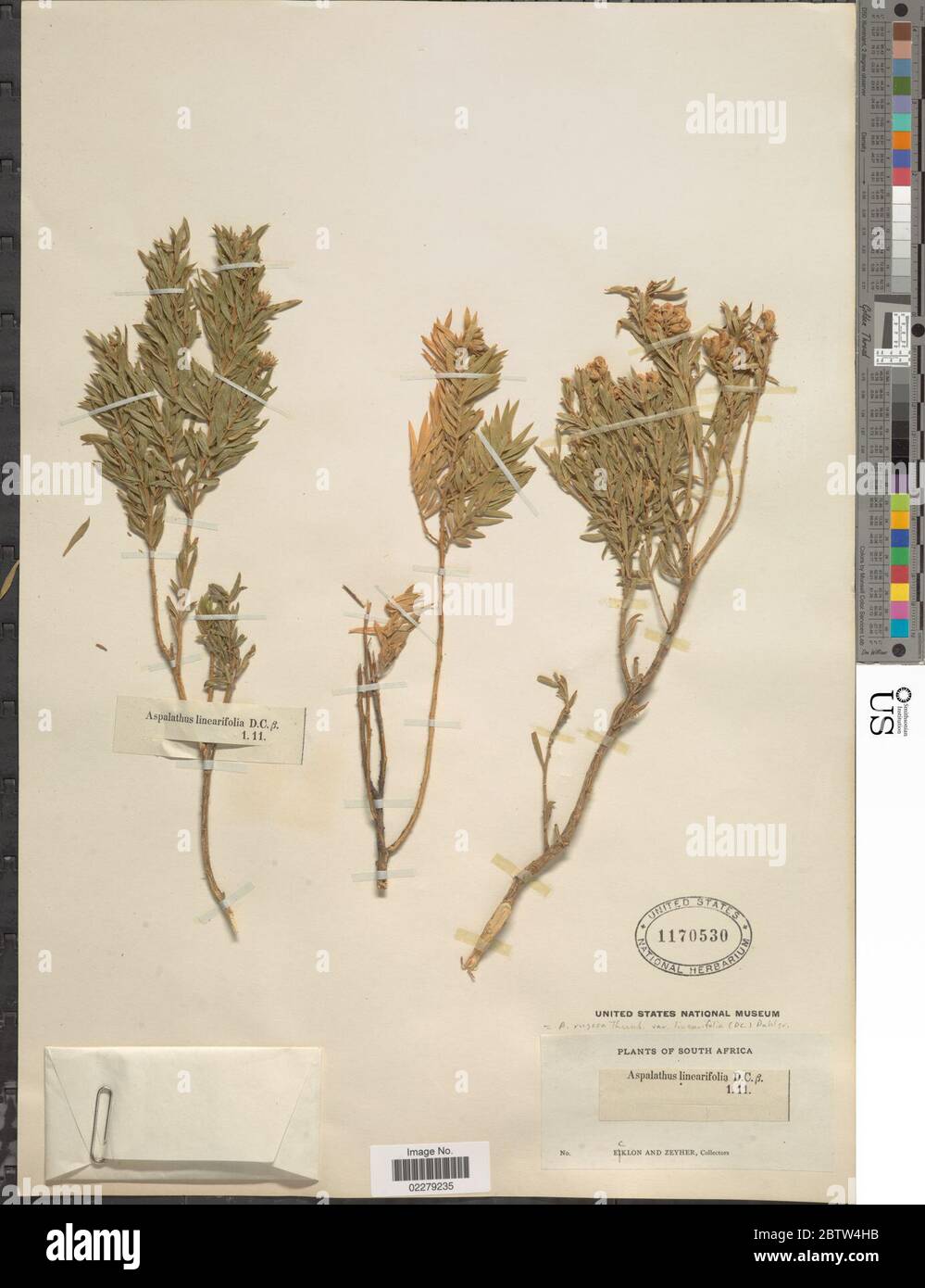 Aspalathus linearifolia DC Stock Photo - Alamy