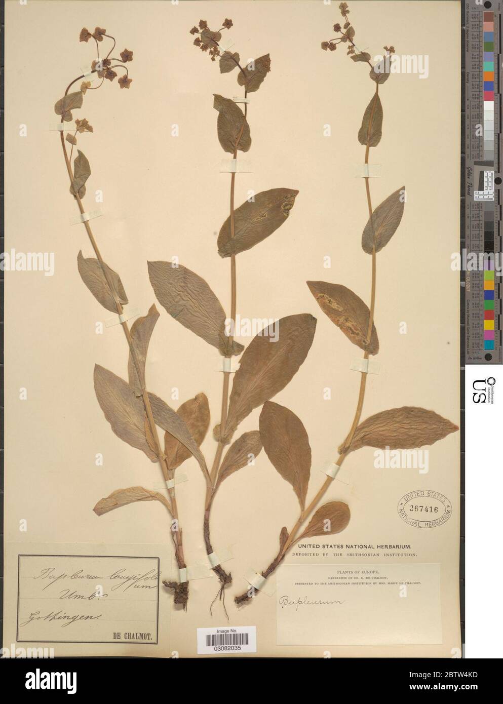 Bupleurum bupleurum sp hi-res stock photography and images - Alamy