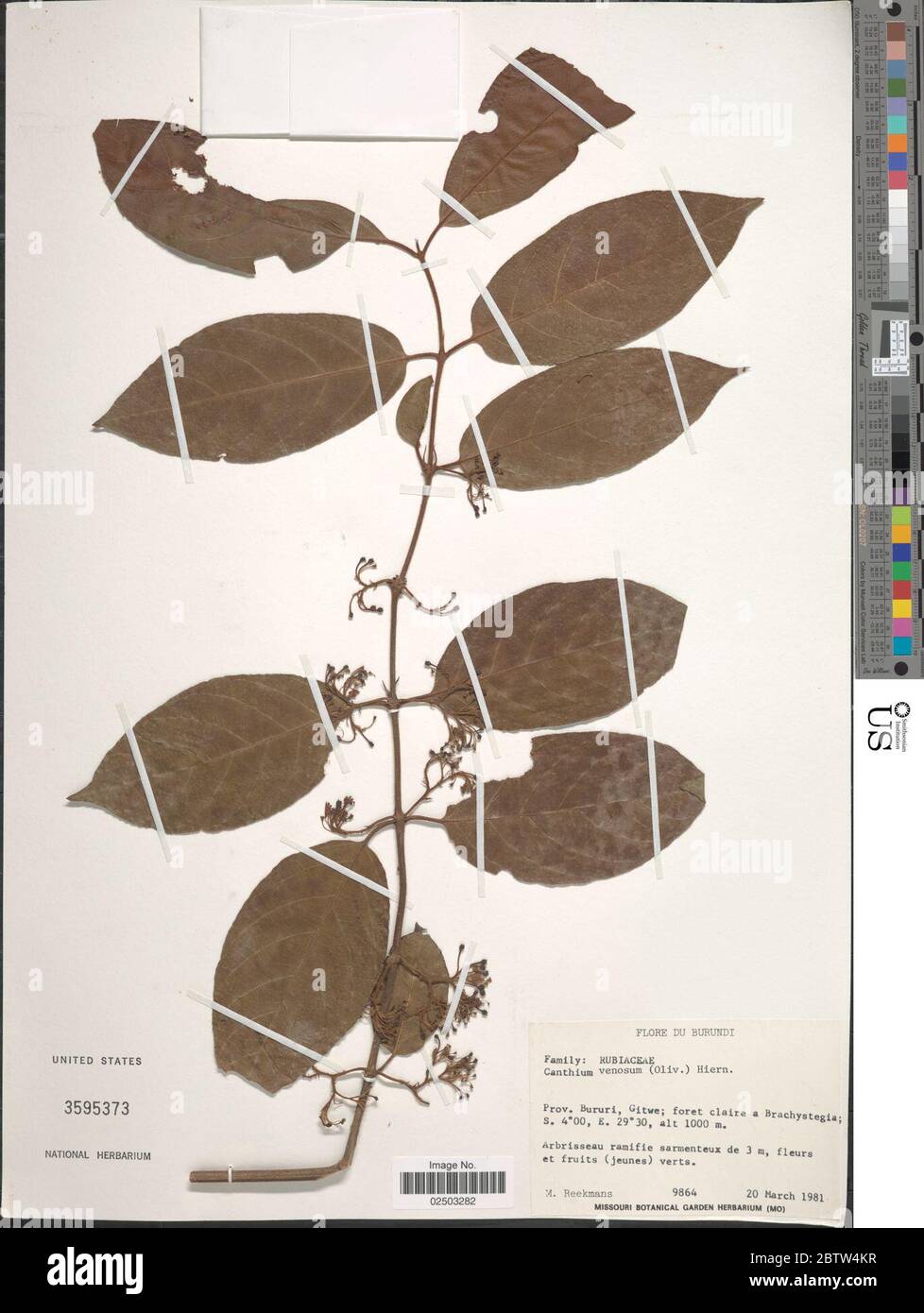 Venosum hi-res stock photography and images - Alamy