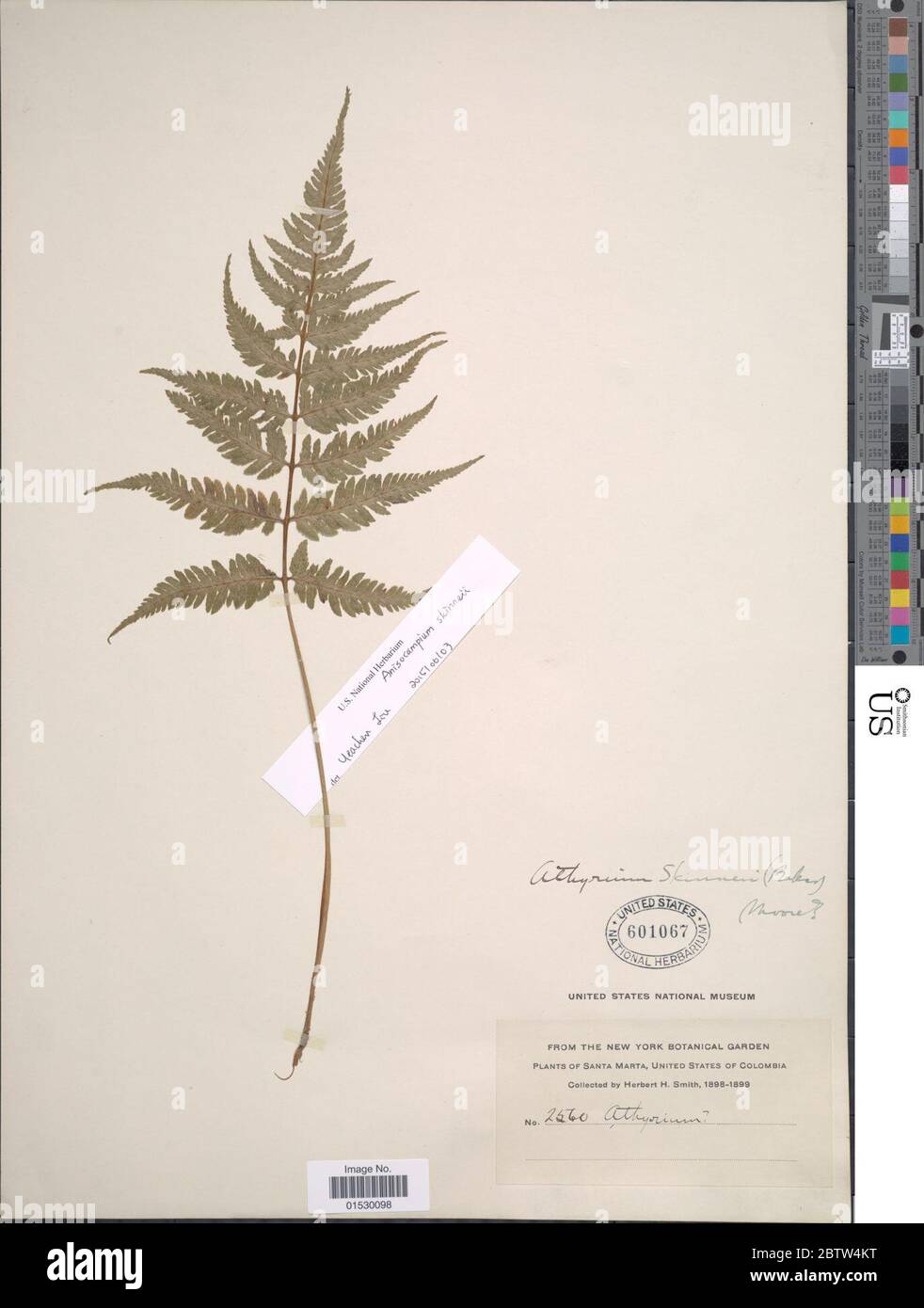 Athyrium sp hi-res stock photography and images - Alamy