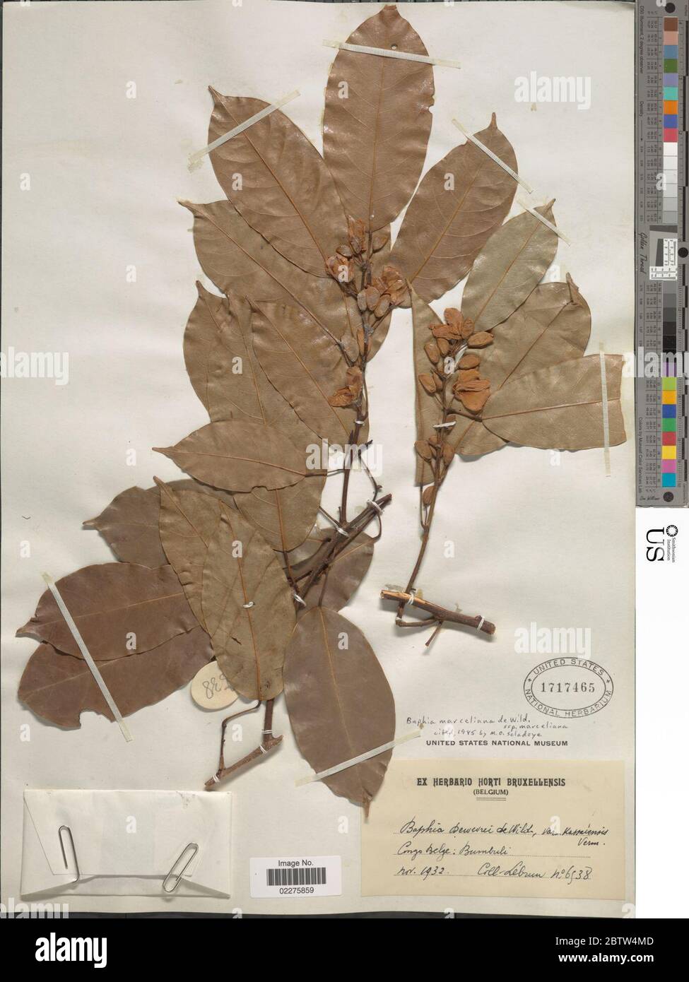 Baphia marceliana De Wild Stock Photo - Alamy