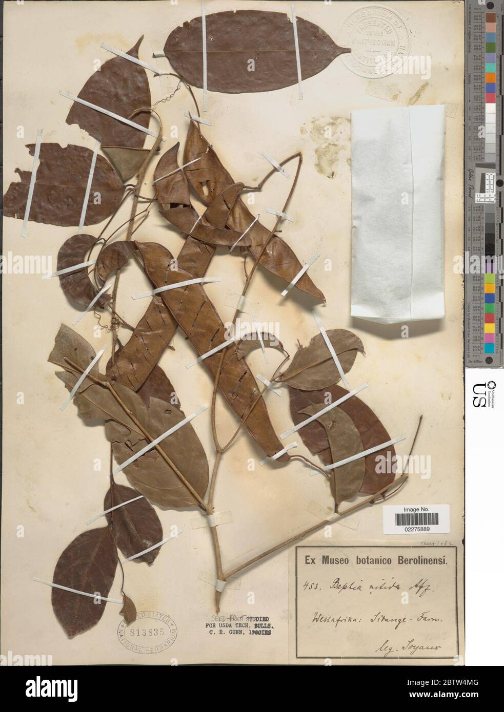 Baphia nitida hi-res stock photography and images - Alamy