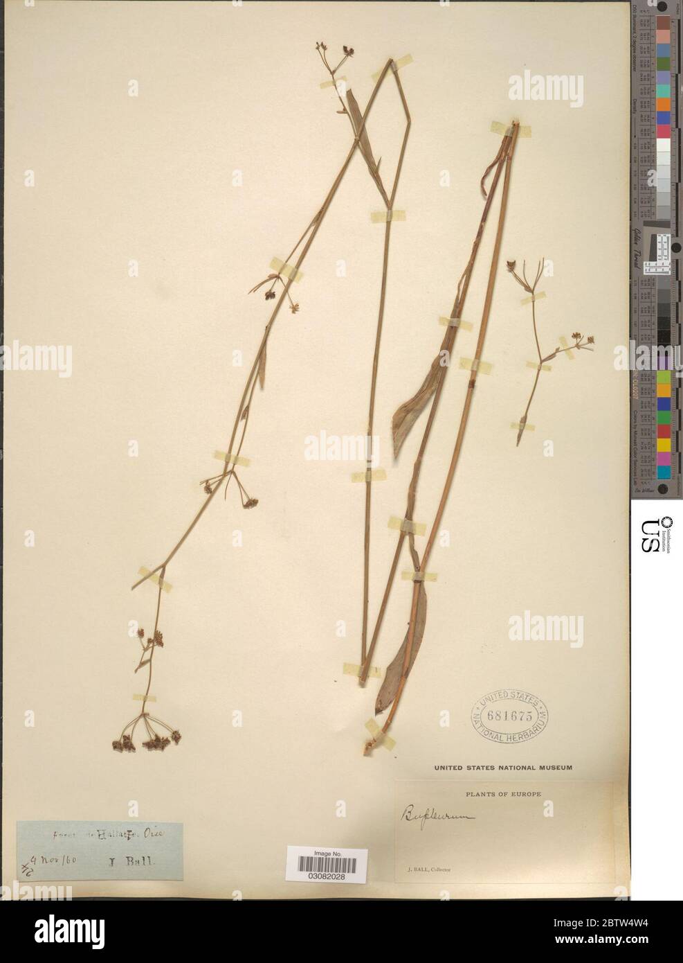 Bupleurum bupleurum sp hi-res stock photography and images - Alamy