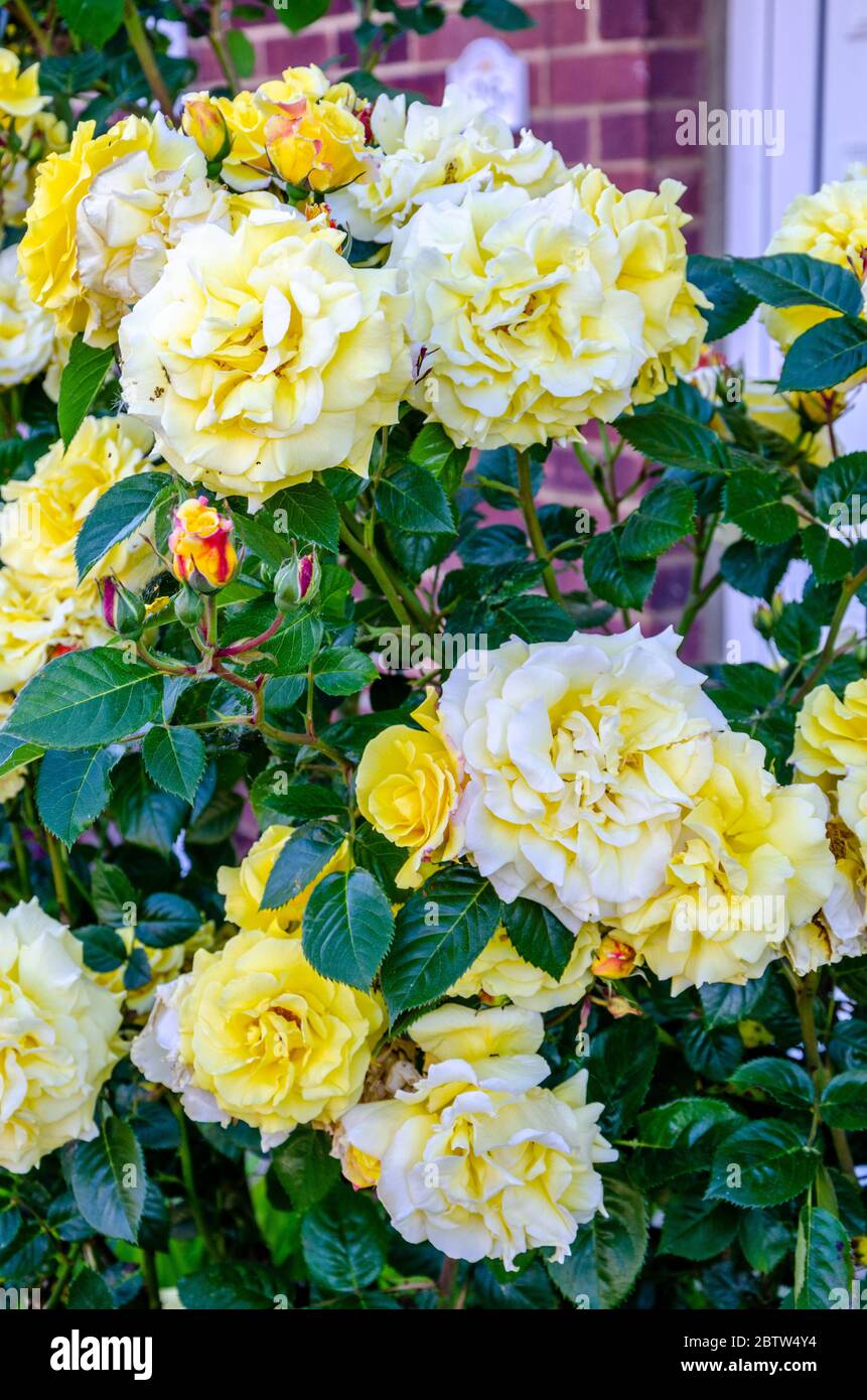 Rose petals yellow roses flowers hi-res stock photography and images ...