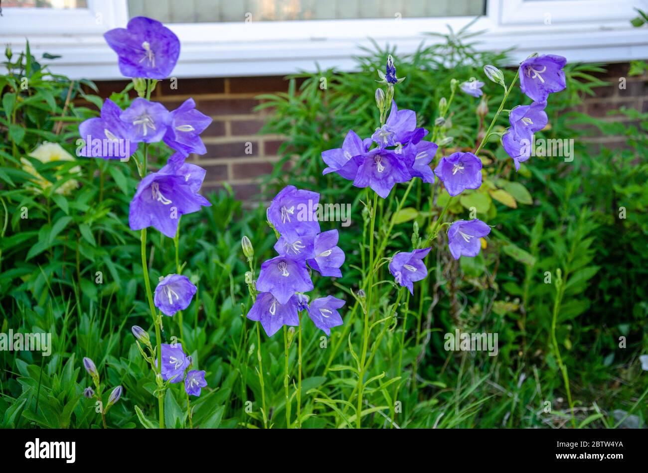 Canterbury Bells Campanula Medium High Resolution Stock Photography and ...