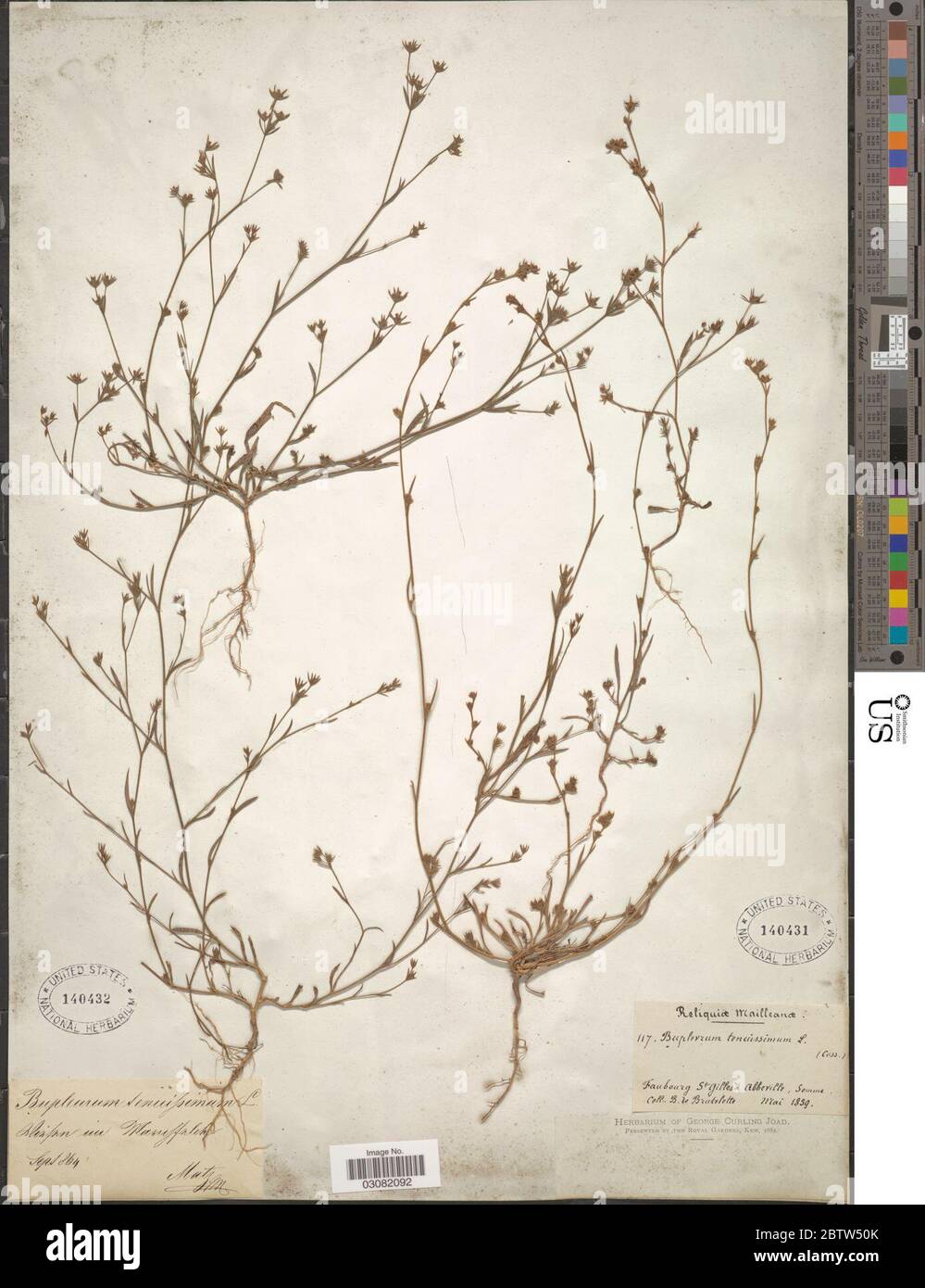 Bupleurum tenuissimum hi-res stock photography and images - Alamy