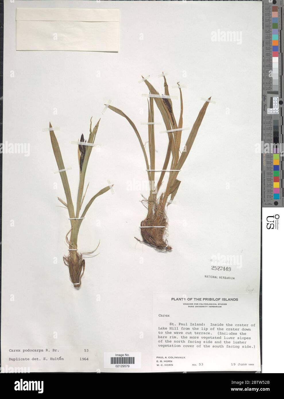 Carex podocarpa Aiton Stock Photo - Alamy