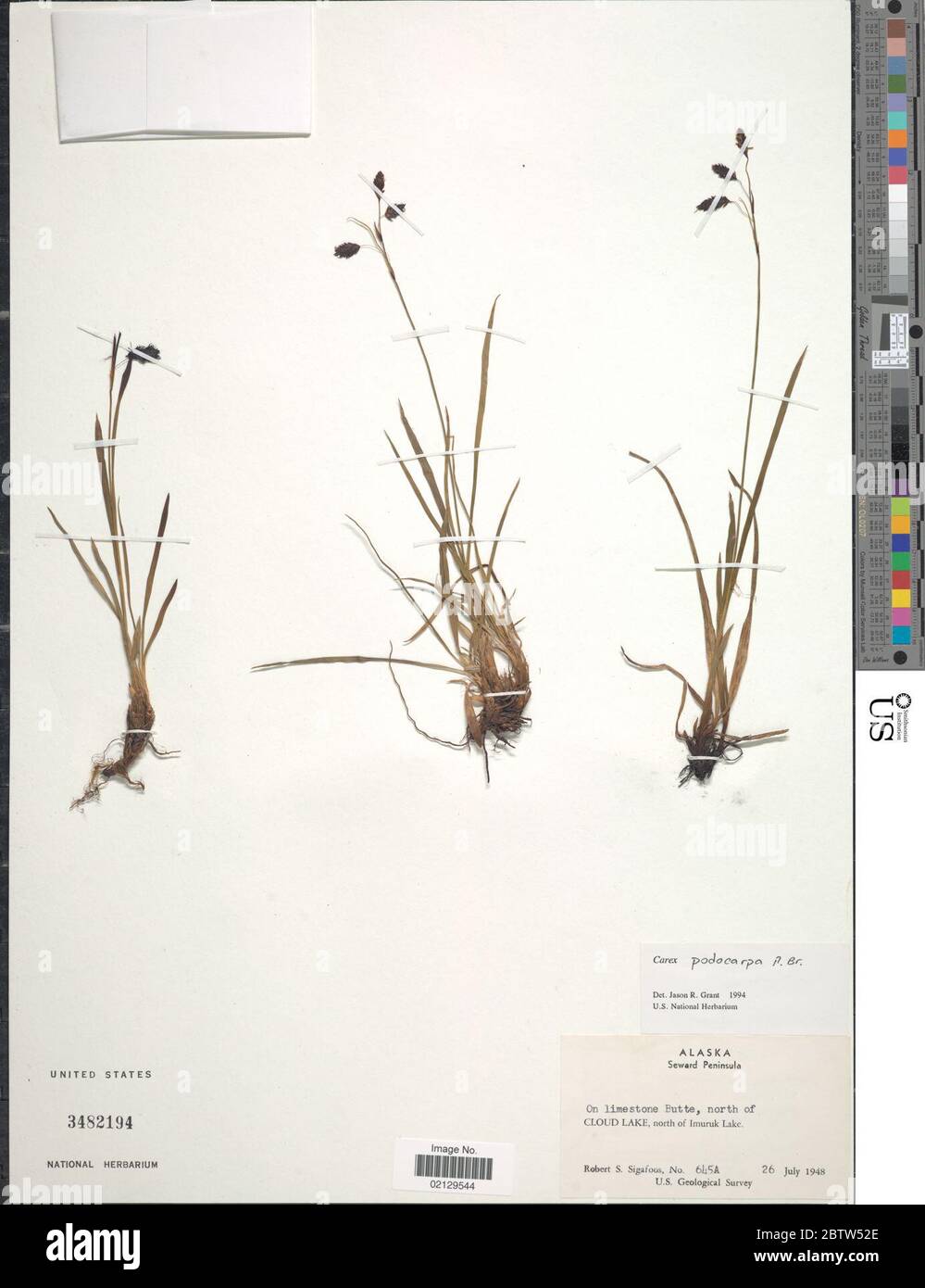 Carex podocarpa hi-res stock photography and images - Alamy