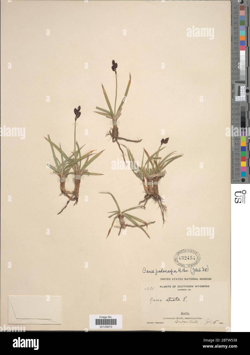 Carex podocarpa Aiton Stock Photo - Alamy