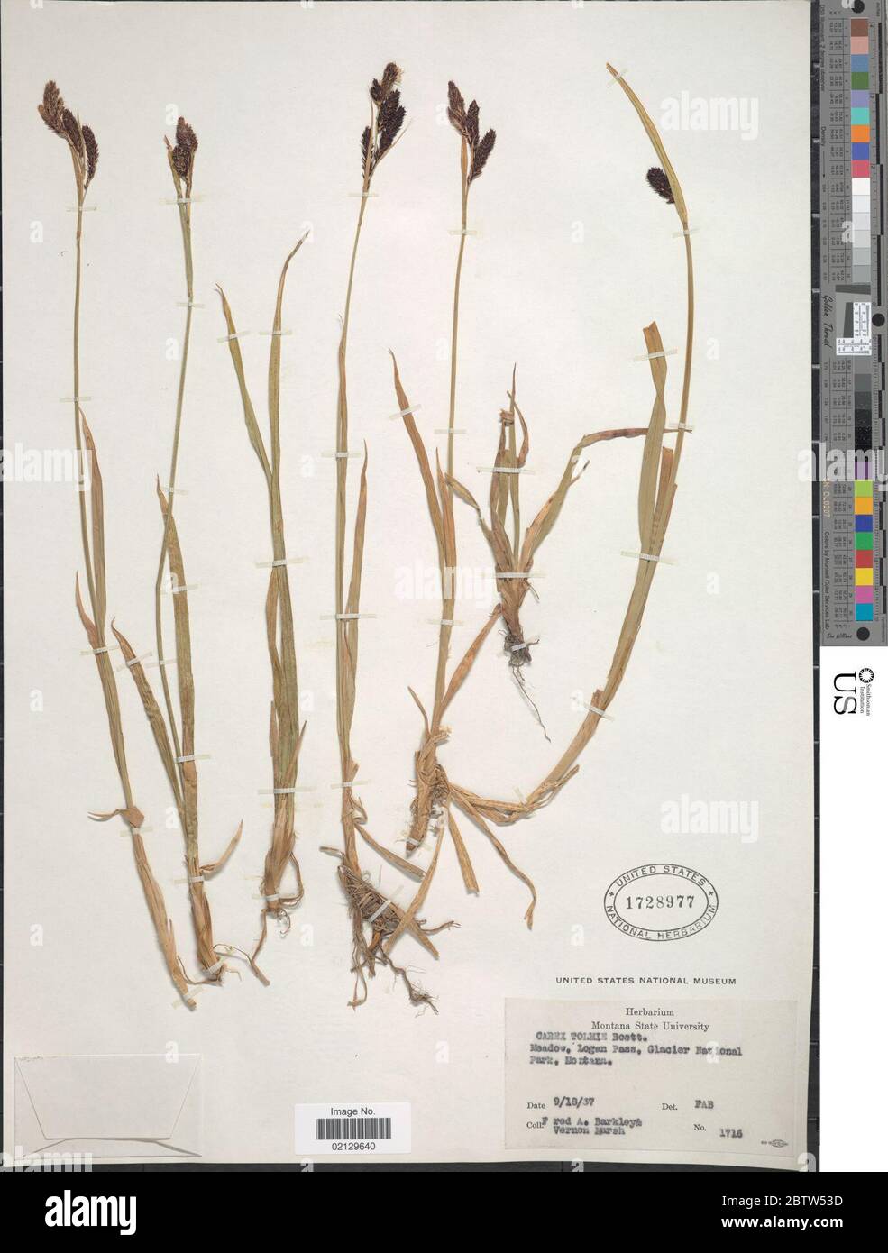 Carex podocarpa hi-res stock photography and images - Alamy