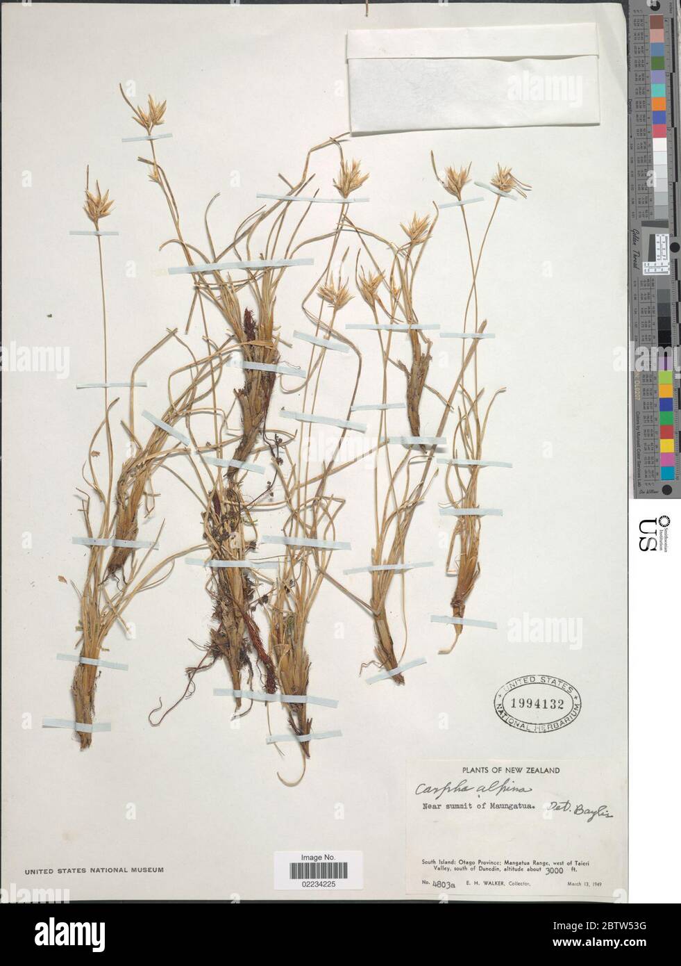 Carpha alpina Aiton Stock Photo - Alamy