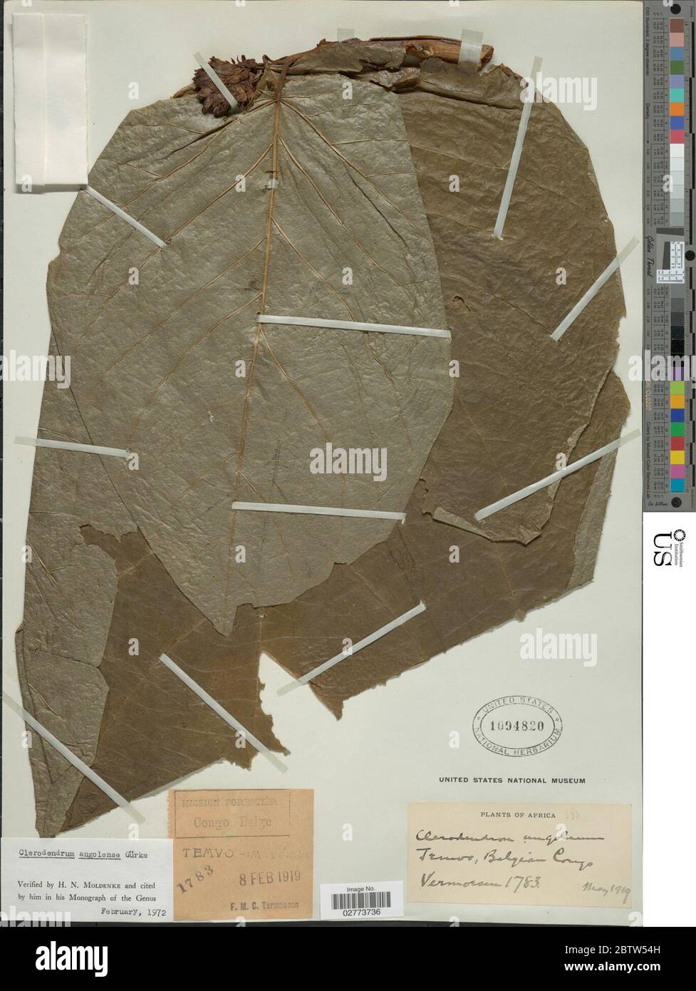 Clerodendrum angolense Grke Stock Photo - Alamy