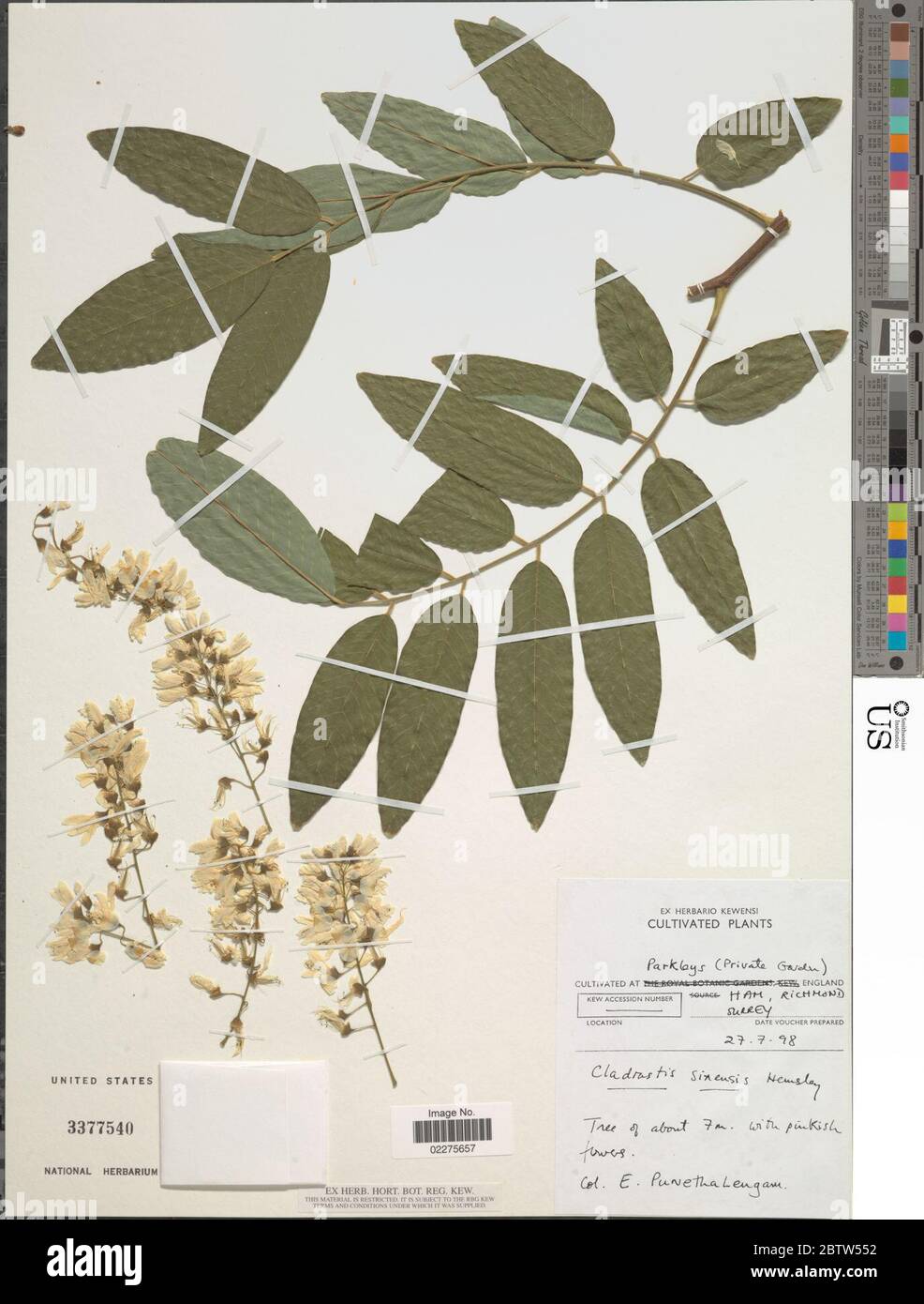 Cladrastis sinensis hi-res stock photography and images - Alamy