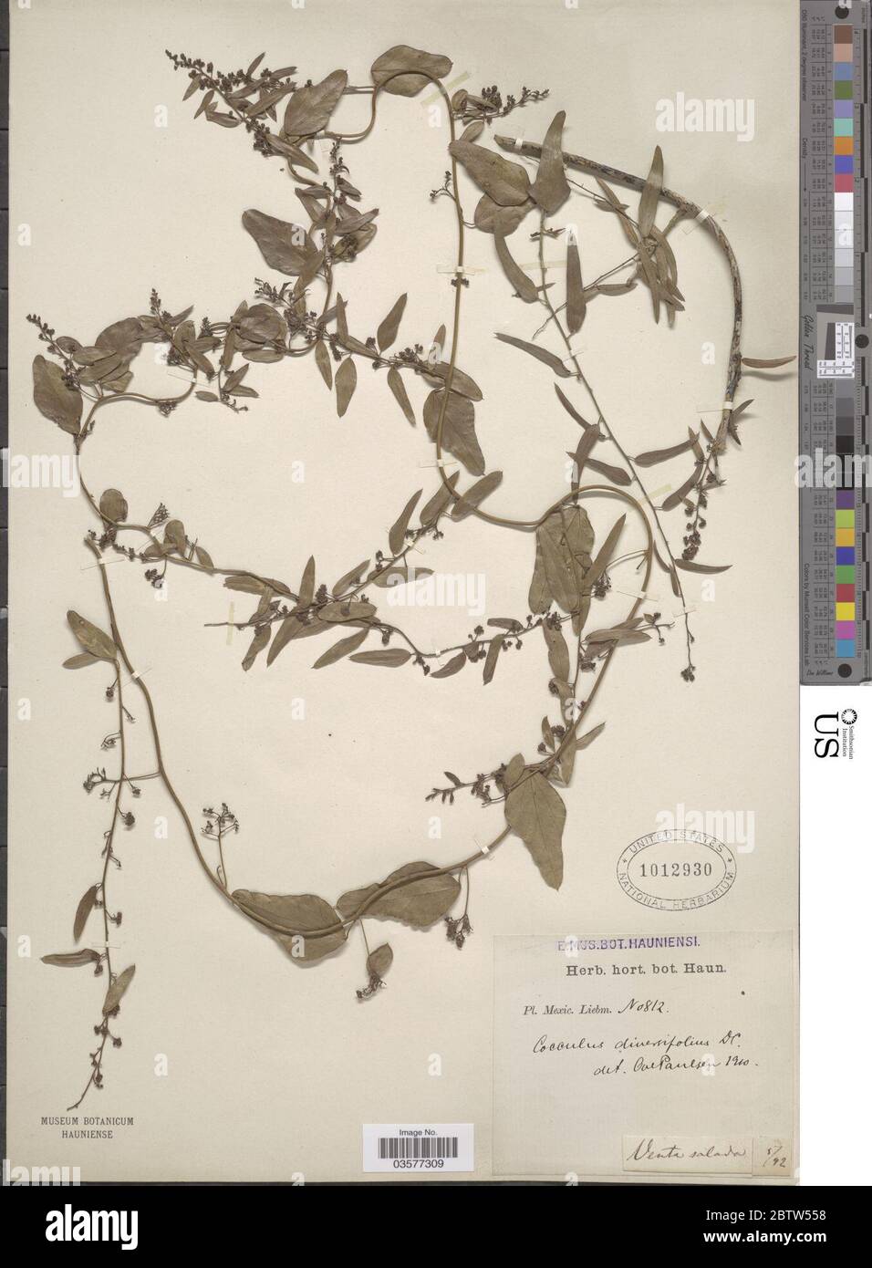 Cocculus hi-res stock photography and images - Alamy