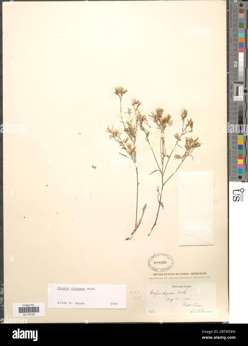 Crepis elegans hi-res stock photography and images - Alamy