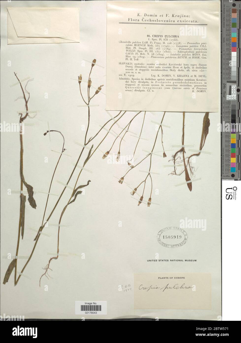 Crepis pulchra hi-res stock photography and images - Alamy