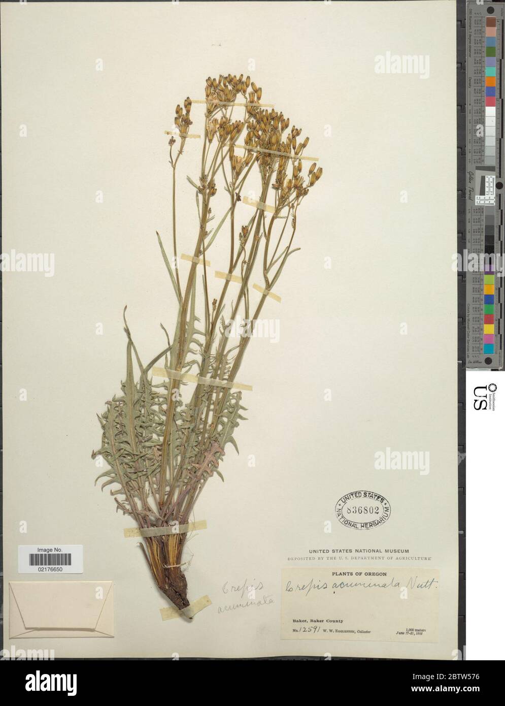 Crepis acuminata hi-res stock photography and images - Alamy