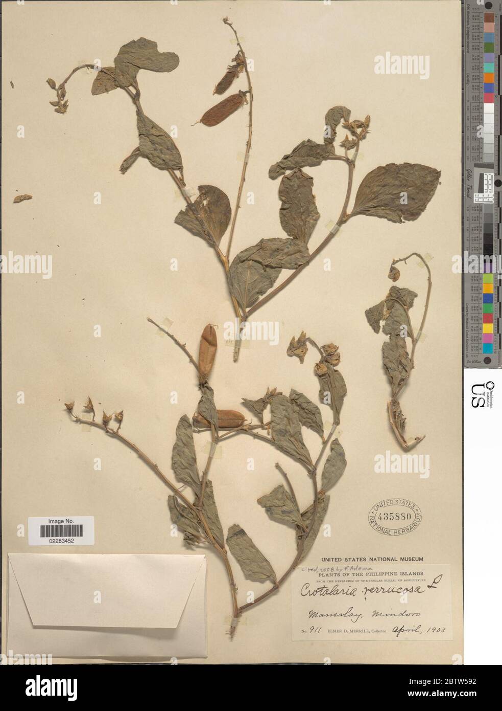 Yellow seed pods hi-res stock photography and images - Alamy