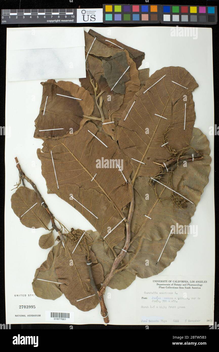 Curatella americana hi-res stock photography and images - Alamy