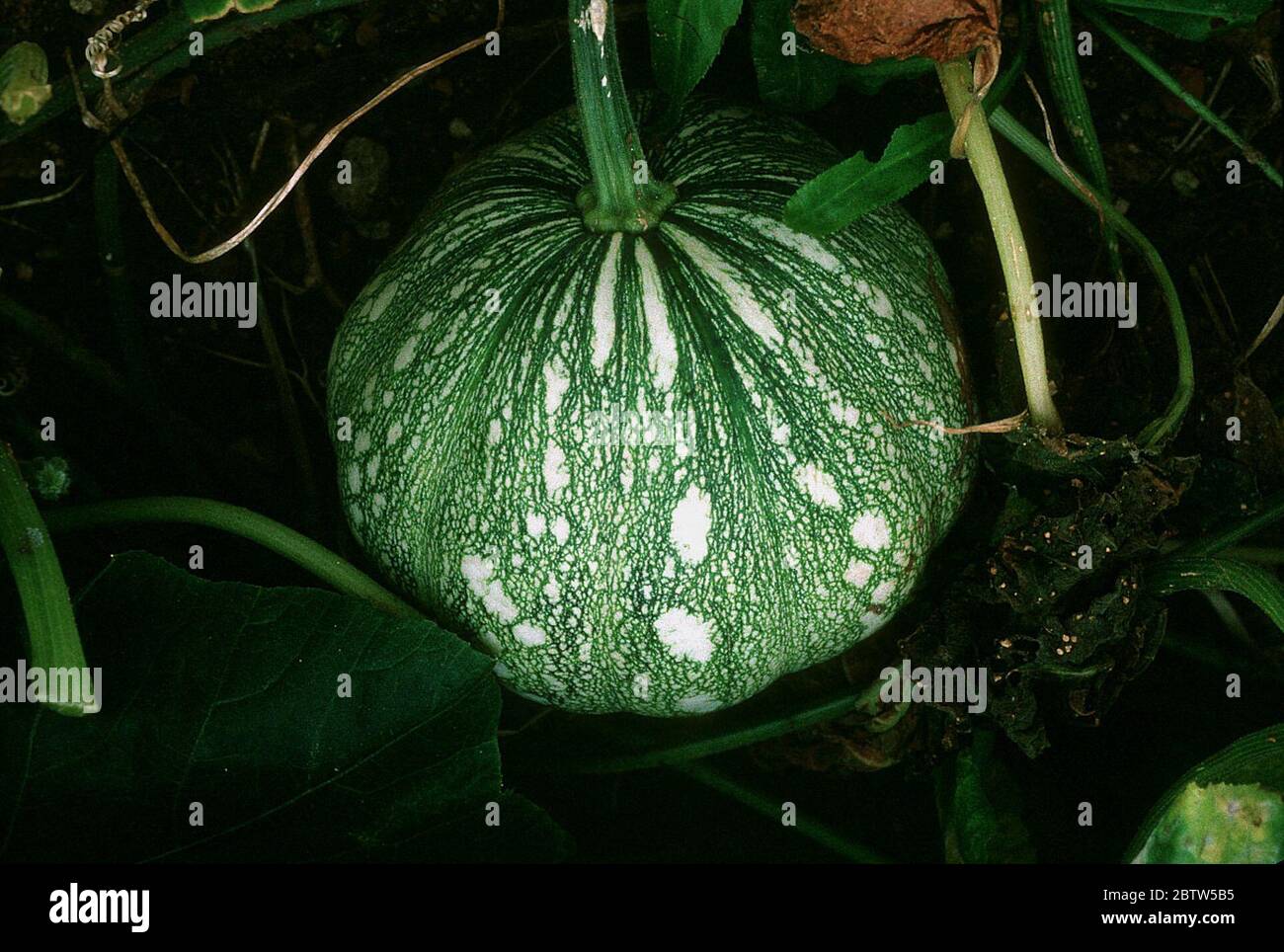 Cucurbita moschata Duchesne Stock Photo - Alamy
