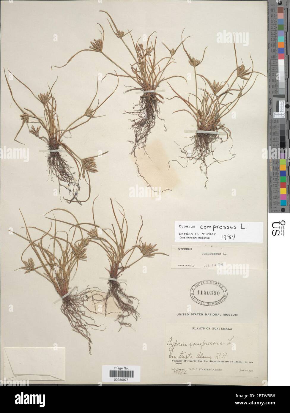 Cyperus compressus hi-res stock photography and images - Alamy