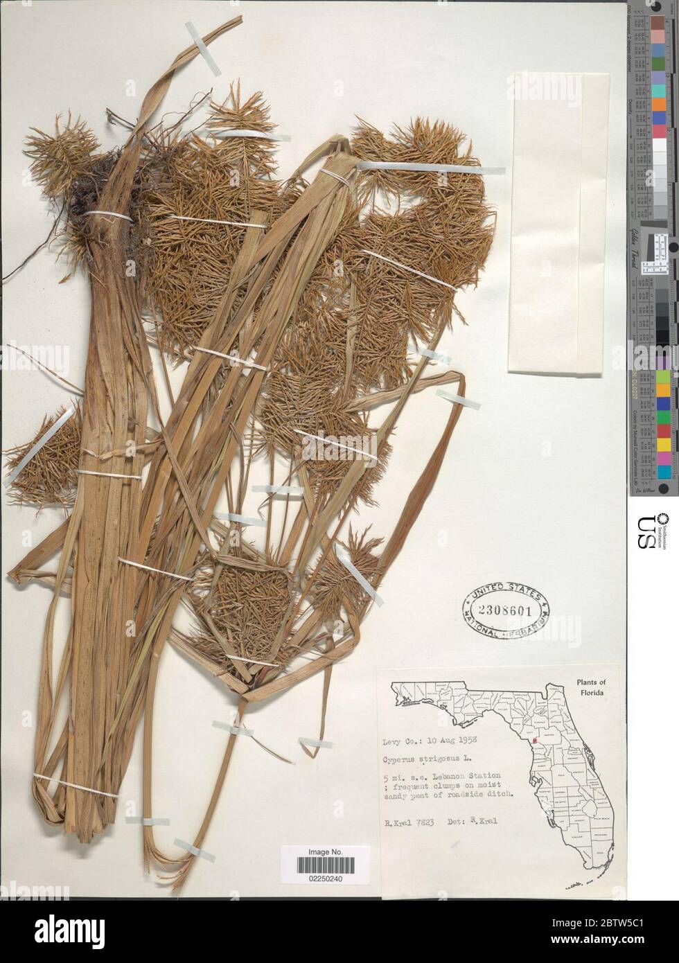 Cyperus strigosus L Stock Photo - Alamy