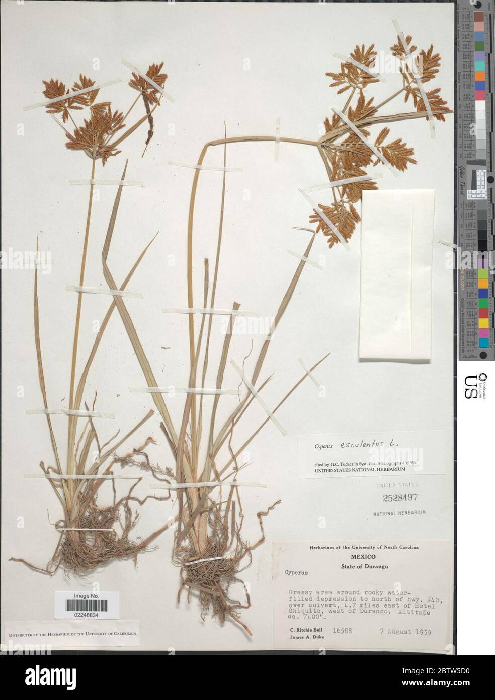 Cyperus esculentus L Stock Photo - Alamy