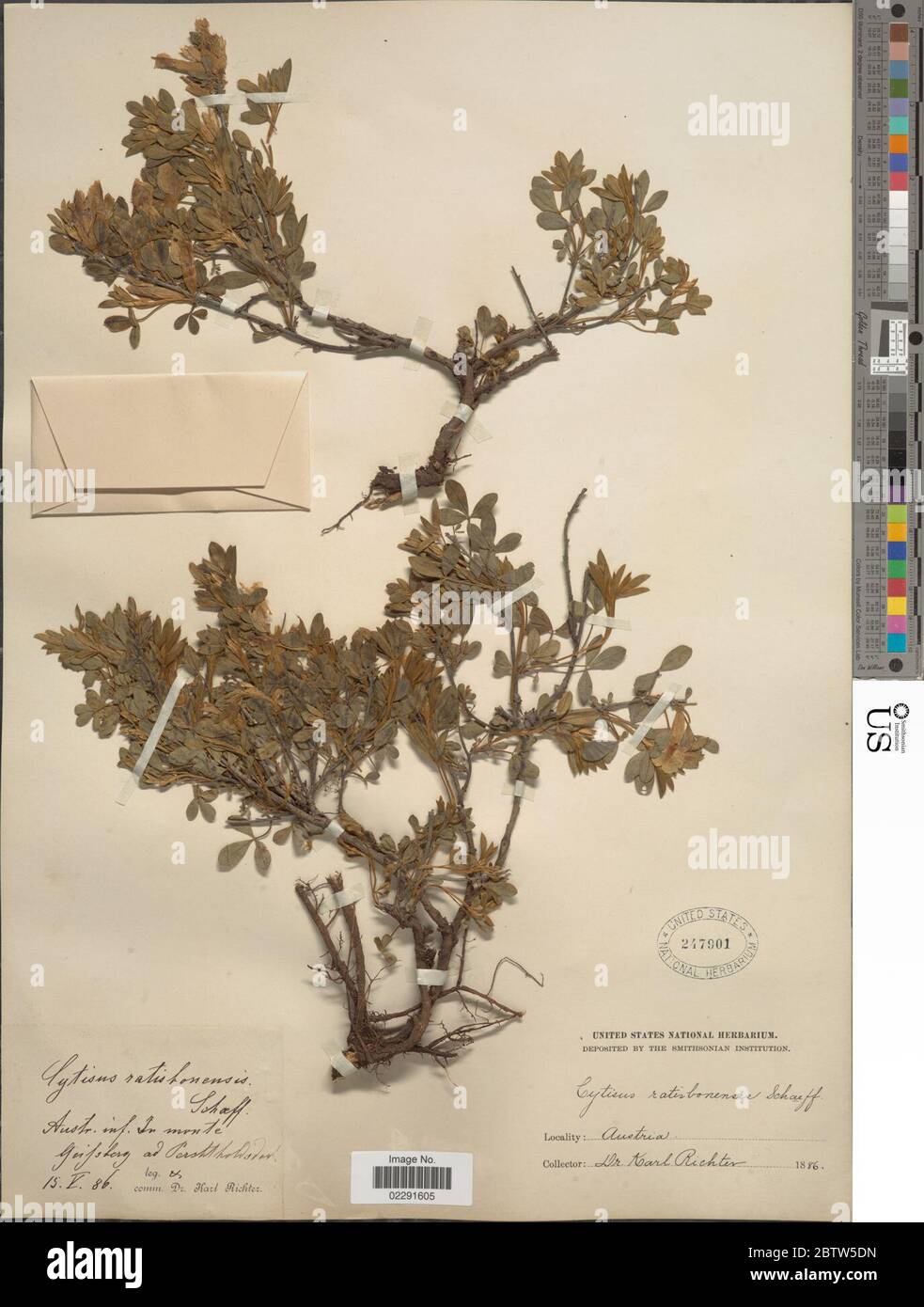 Supinus High Resolution Stock Photography and Images - Alamy