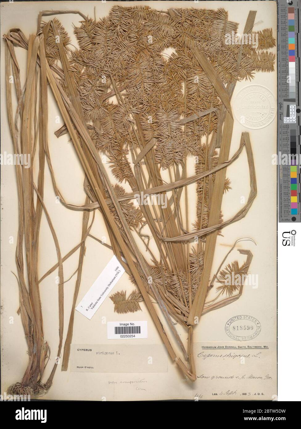 Cyperus strigosus L Stock Photo - Alamy