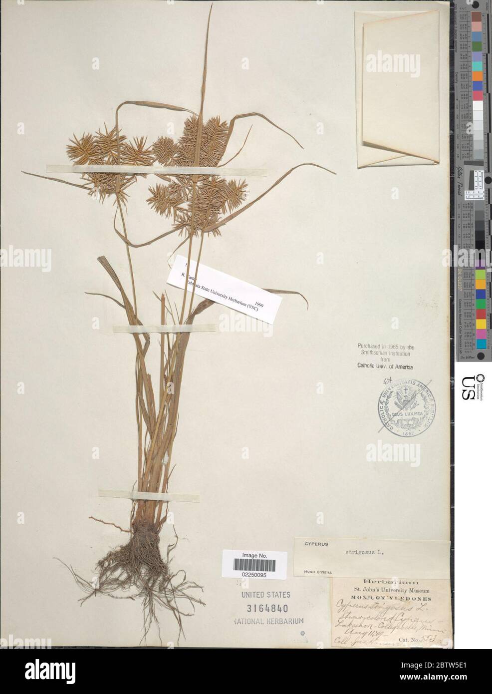 Cyperus strigosus L Stock Photo - Alamy