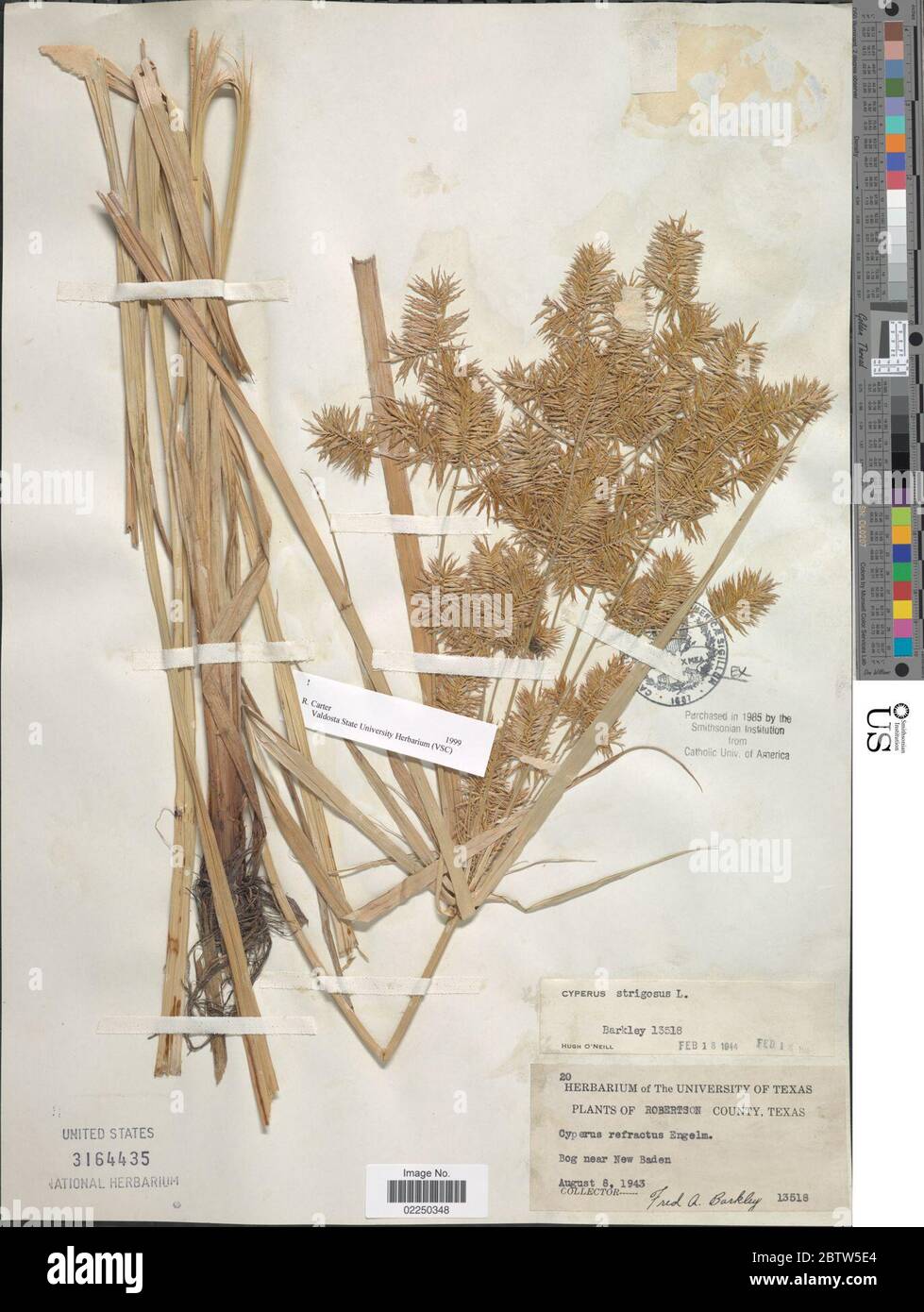 Cyperus strigosus L Stock Photo - Alamy